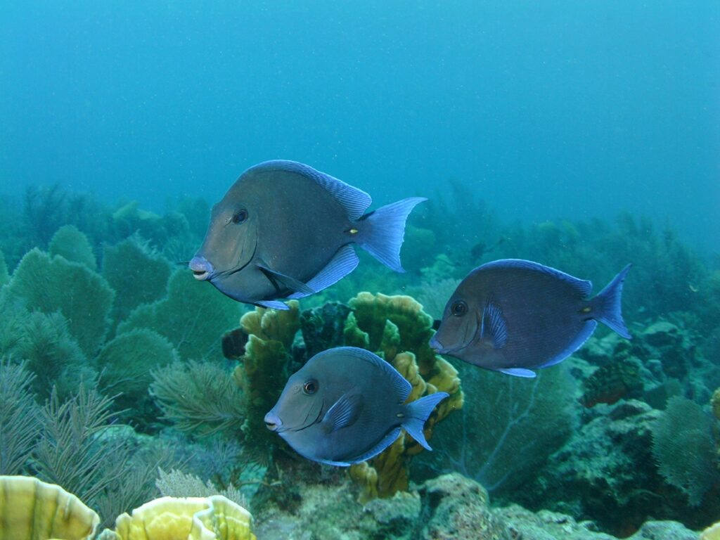 3 blue fish swimming
