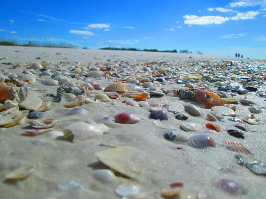 beach with lots of shells