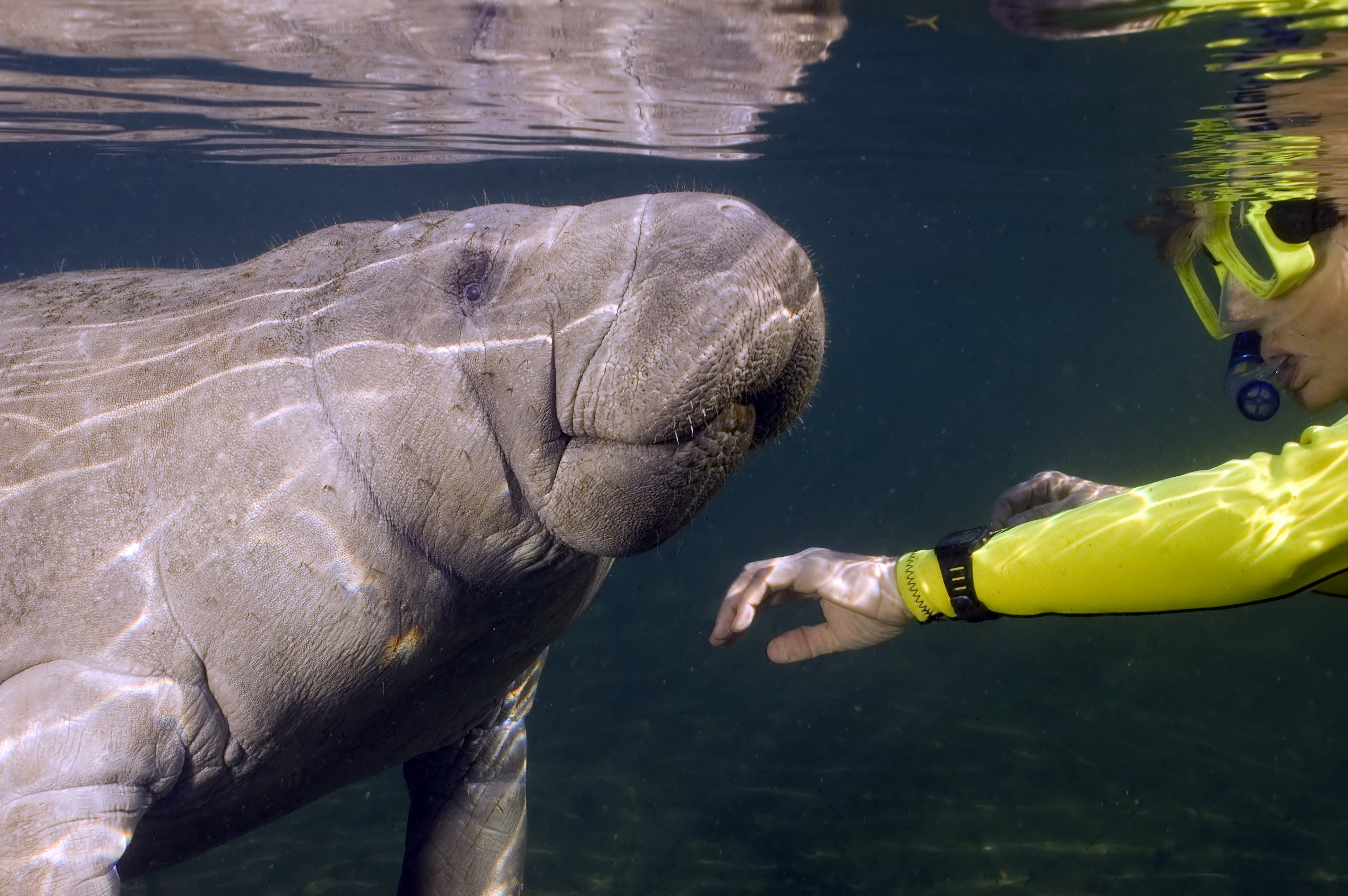 person in yellow reaching out to manatee